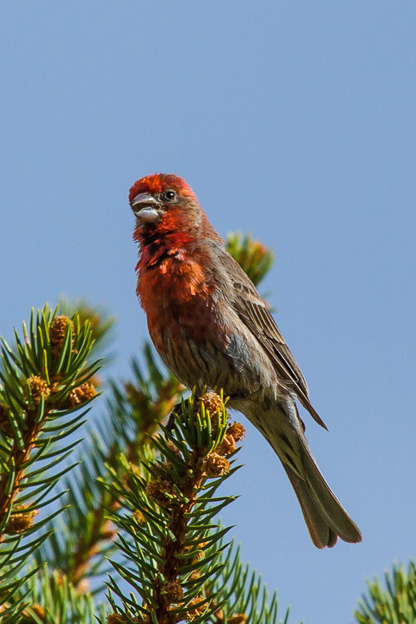 Backyard Birding: Finches | Nature Photography