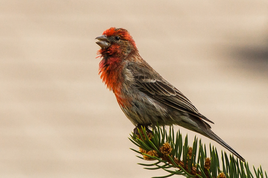 Backyard Birding: Finches | Nature Photography