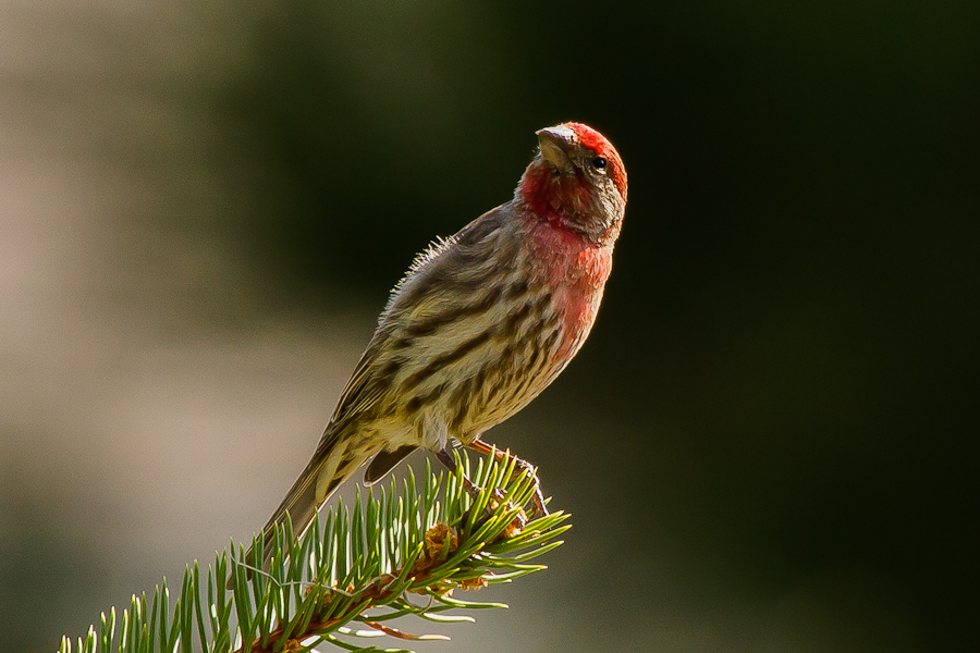 Backyard Birding: Finches | Nature Photography
