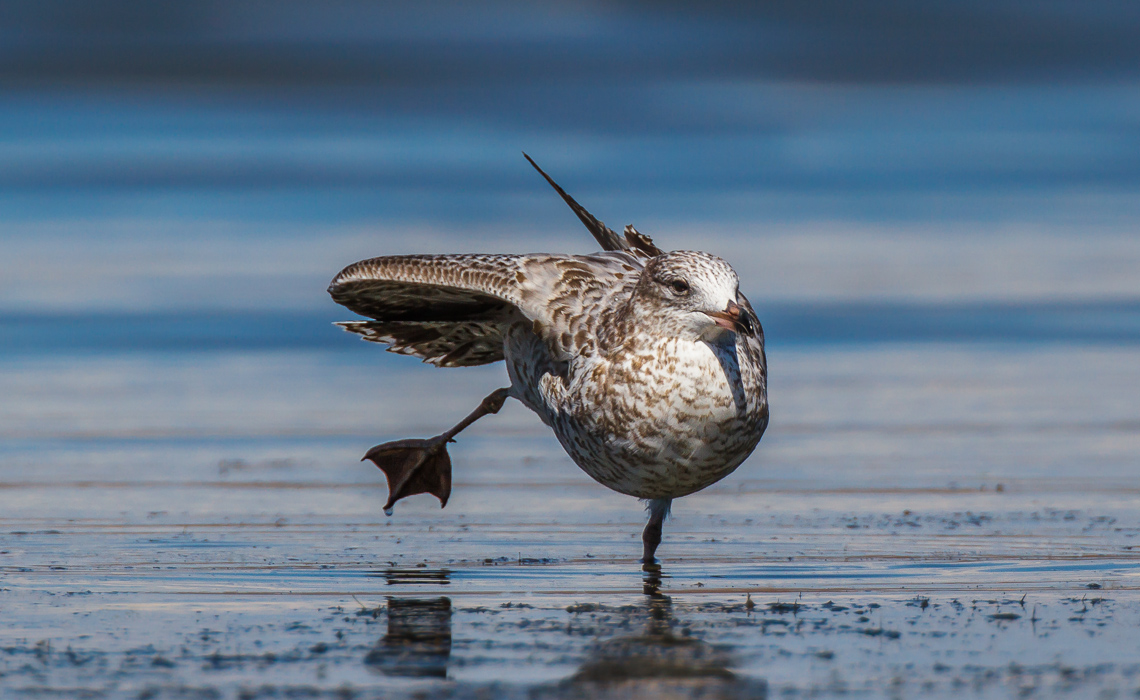 Stretching Juvi Ring-billed Gull | Nature Photography