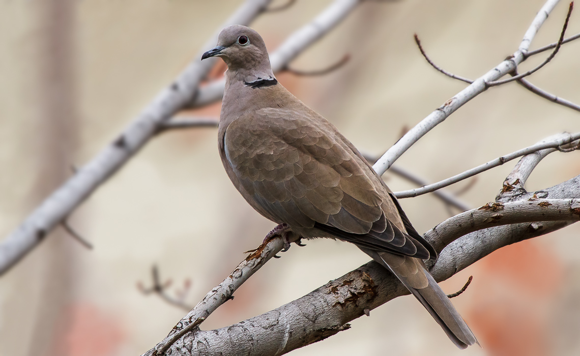 A Rare Dove | Nature Photography