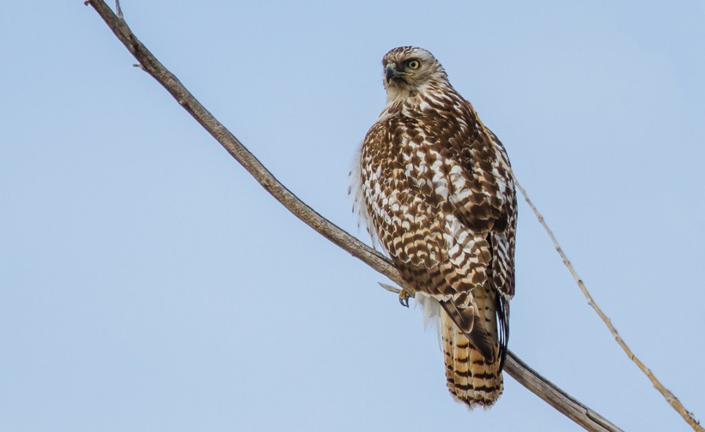 Juvenile Red-tailed Hawk | Nature Photography