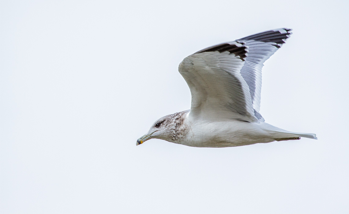 Gulls in Flight at Cherry Creek | Nature Photography