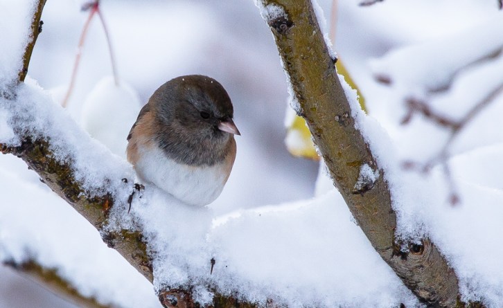 Songbirds of the First Snow | Nature Photography
