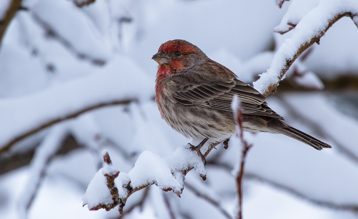Songbirds of the First Snow | Nature Photography