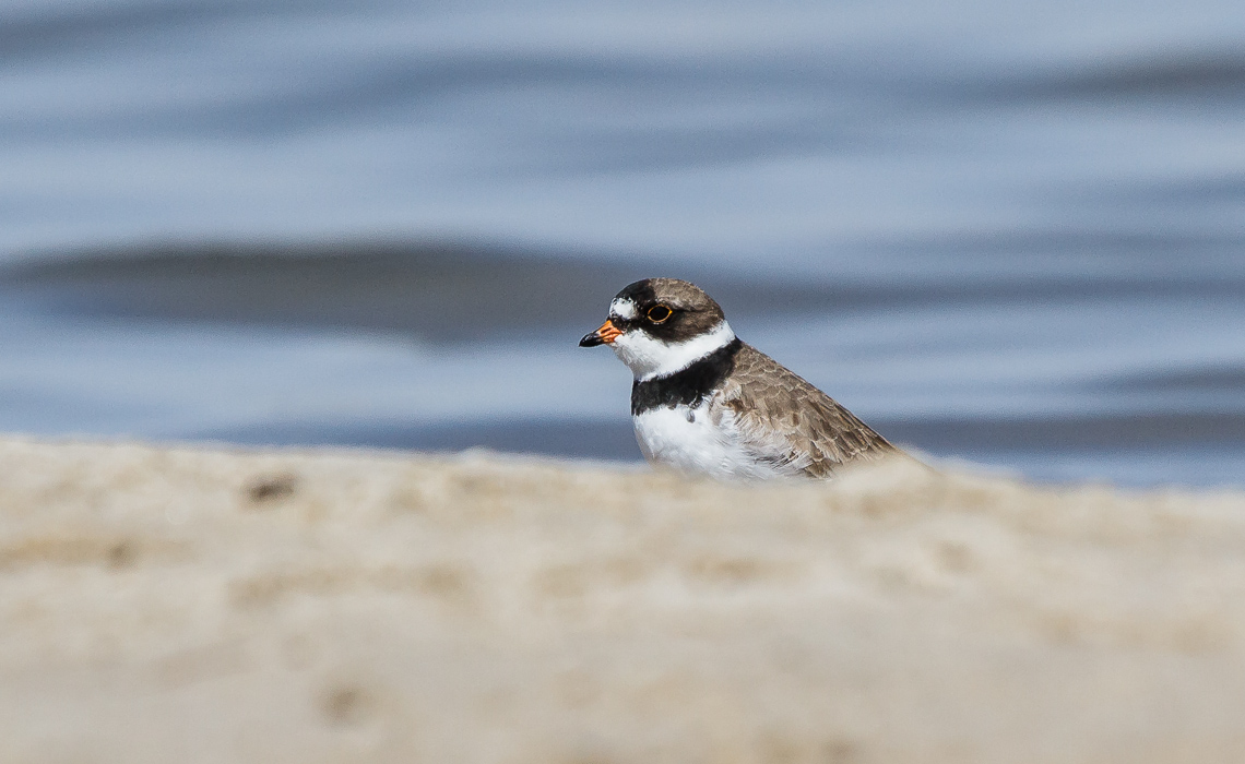 Sneaky Semipalmated Plover | Nature Photography