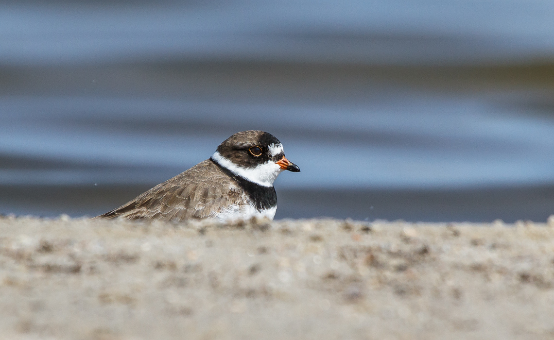 Sneaky Semipalmated Plover | Nature Photography
