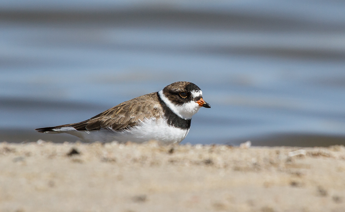 Sneaky Semipalmated Plover | Nature Photography