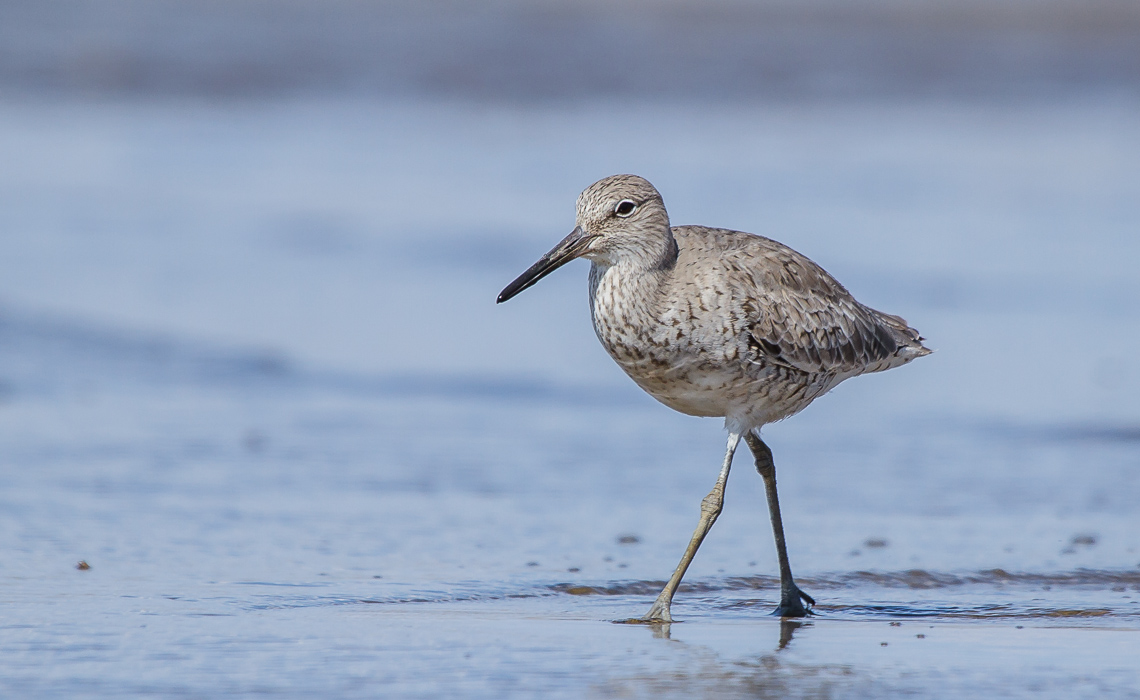 Will it be Willets? | Nature Photography