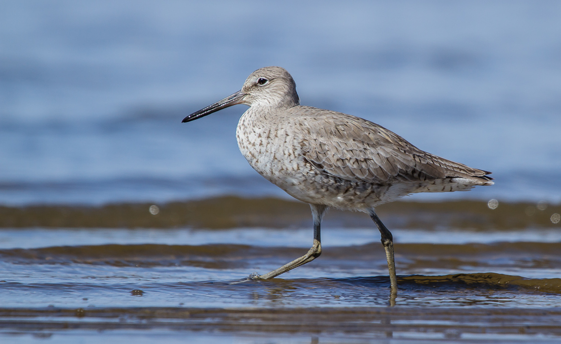 Will it be Willets? | Nature Photography