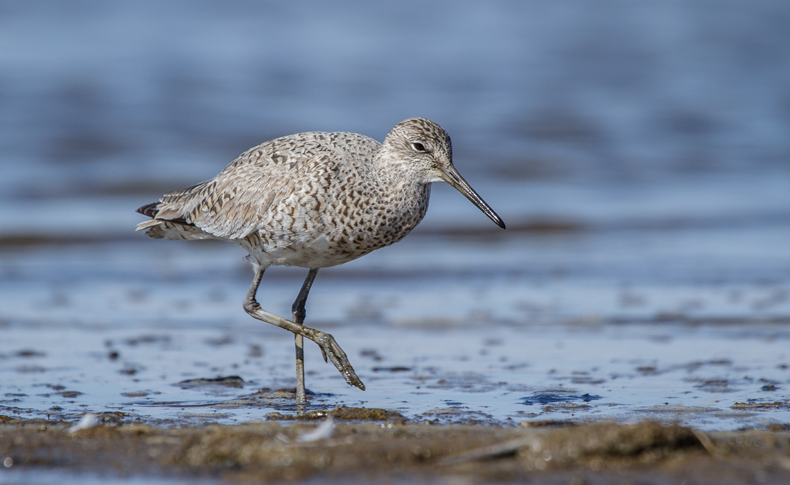Will it be Willets? | Nature Photography
