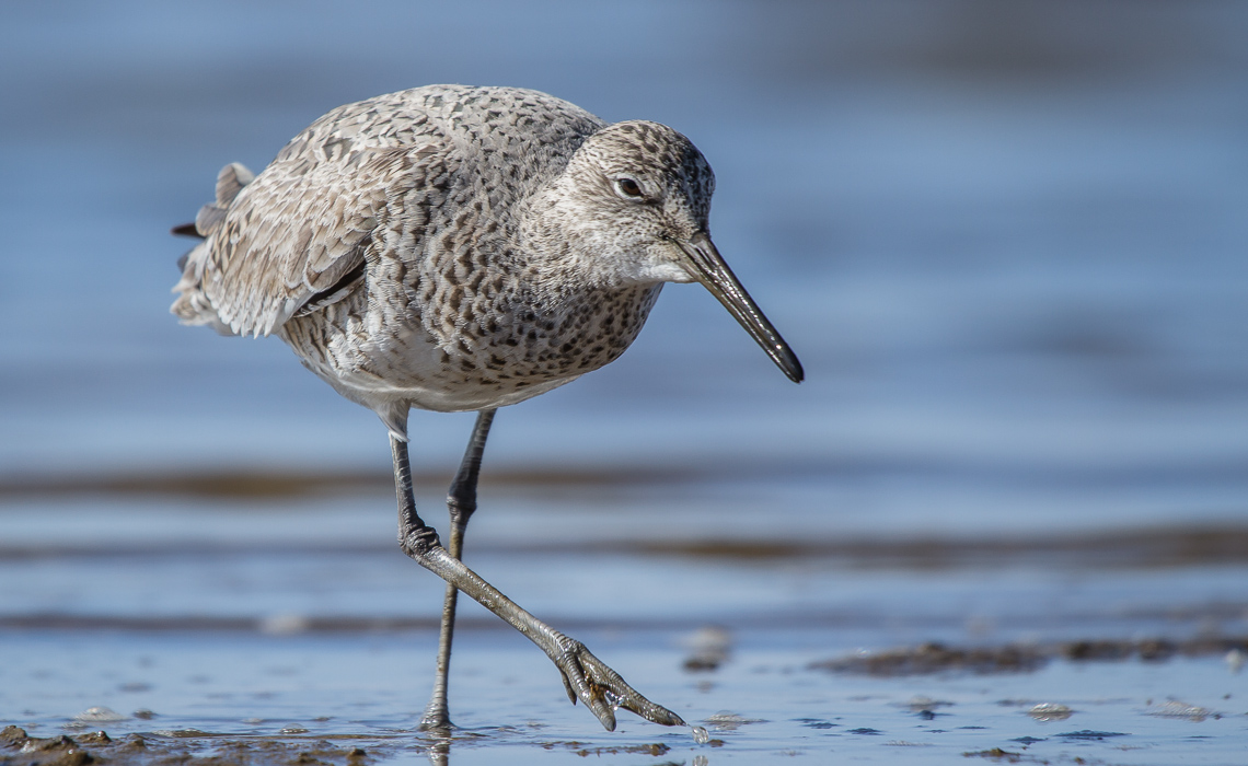 Will it be Willets? | Nature Photography