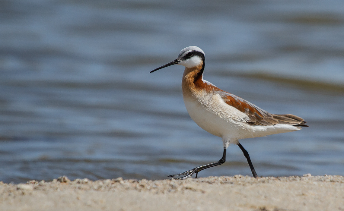 Wilson’s Phalarope | Nature Photography