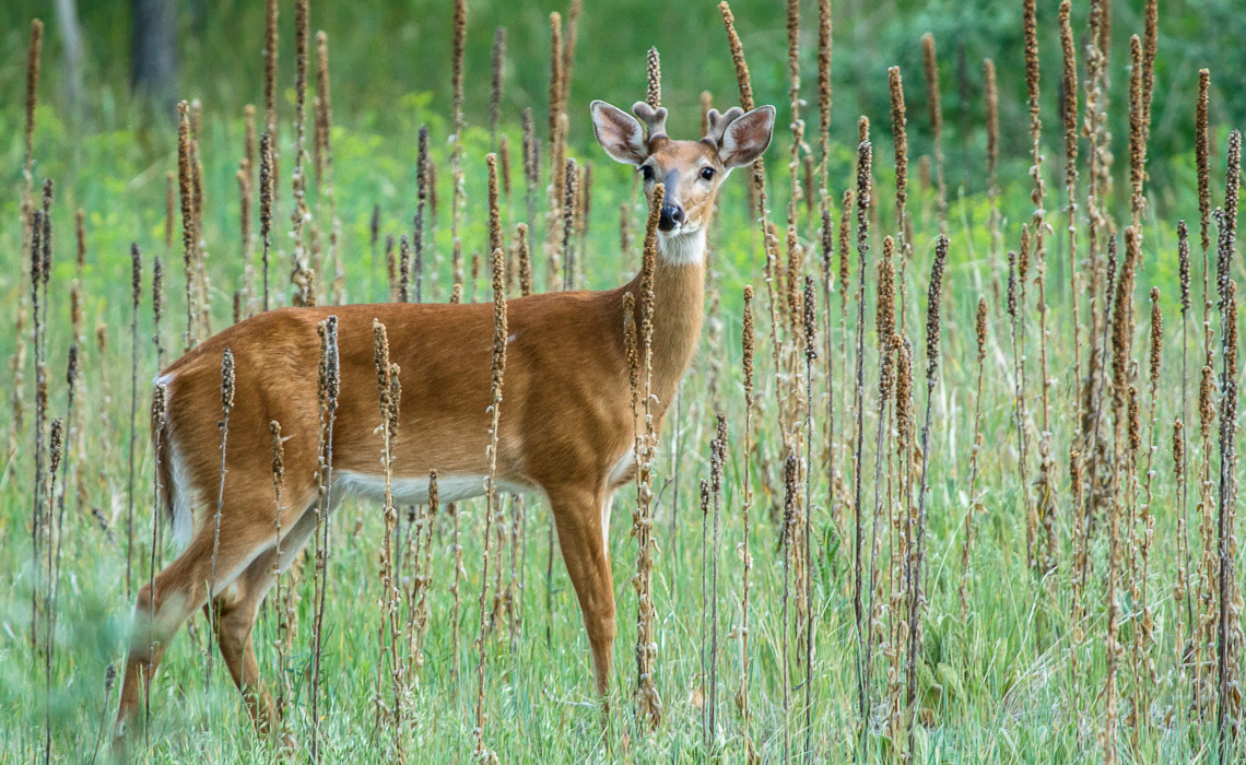 Yearling | Nature Photography