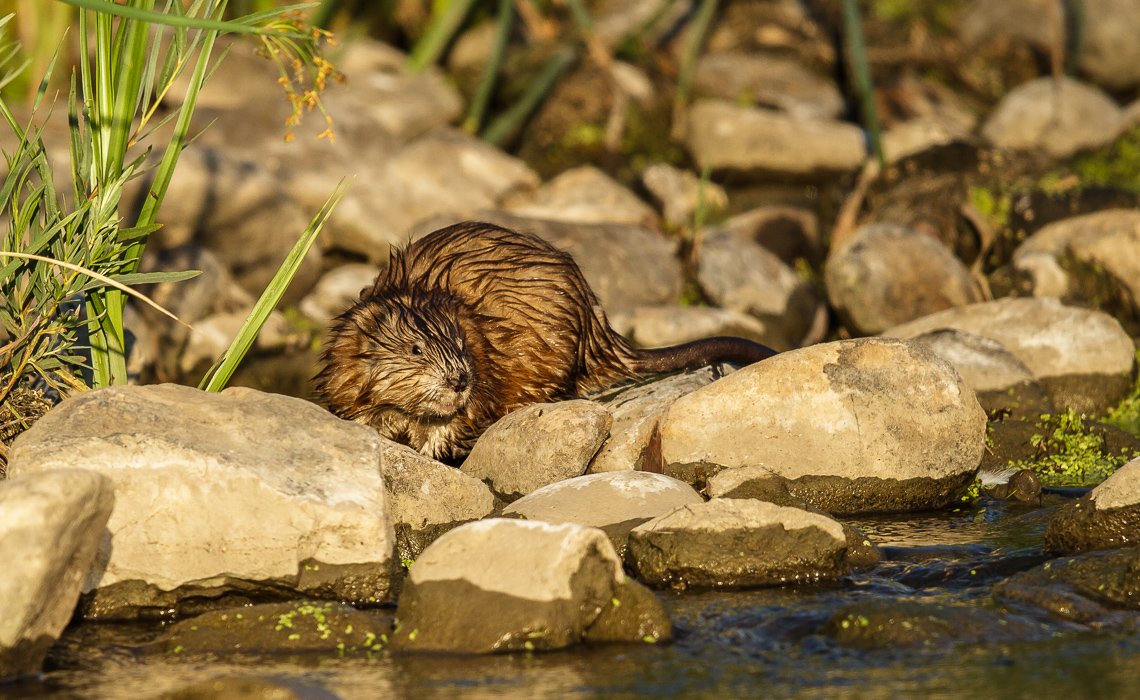 Buzzed by a Fuzzy Creature | Nature Photography