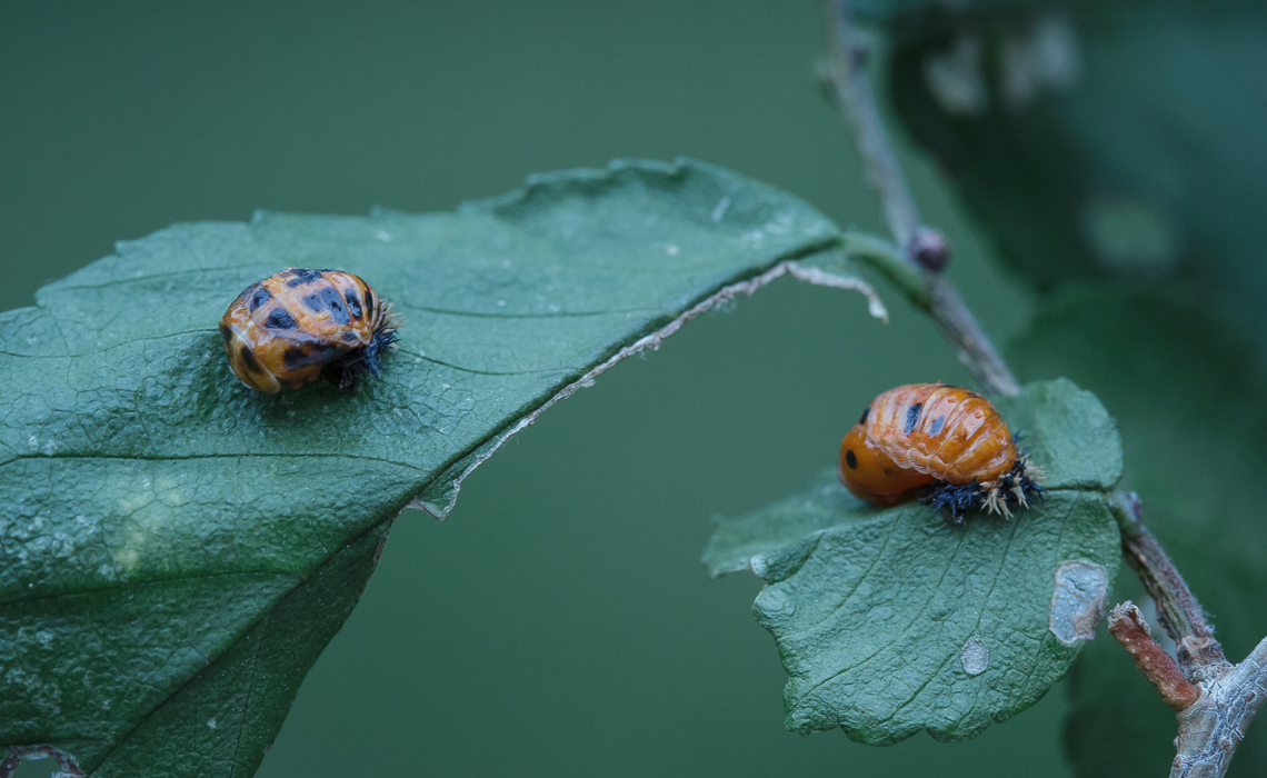 2013 August | Nature Photography