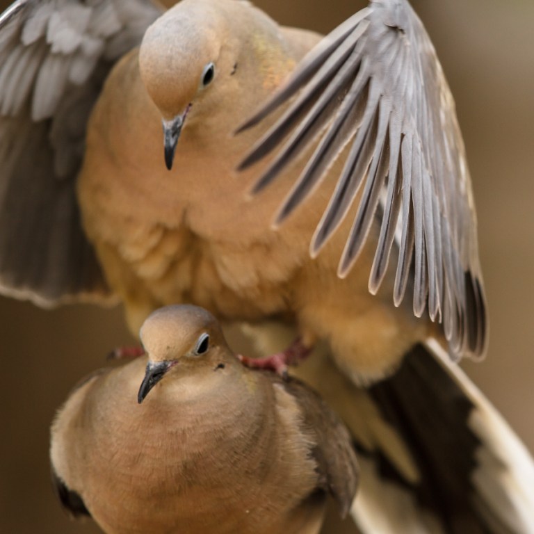 Dove Love | Nature Photography