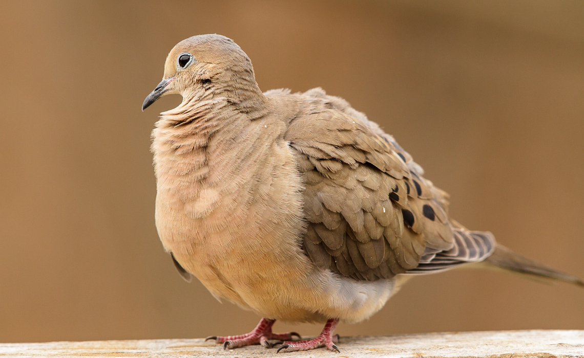 Dove Love | Nature Photography