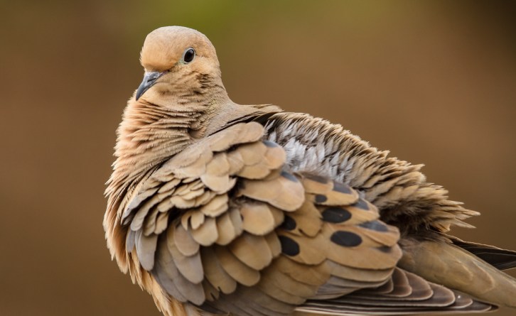 Dove Love | Nature Photography