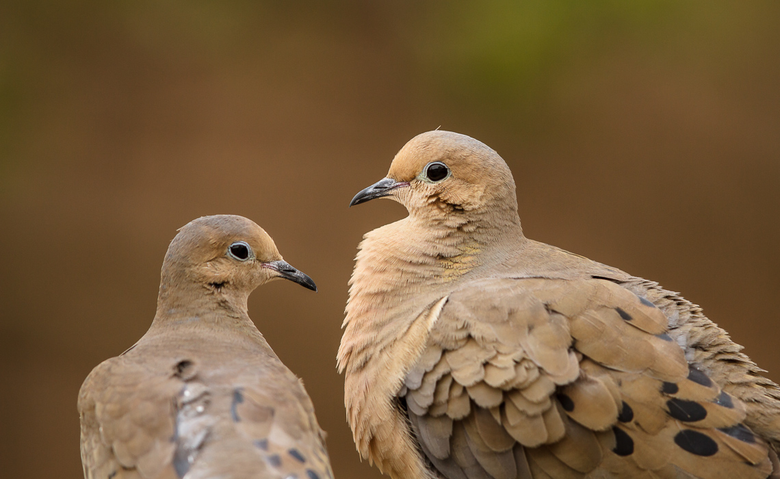 Dove Love | Nature Photography