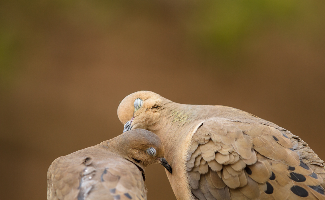 Dove Love | Nature Photography