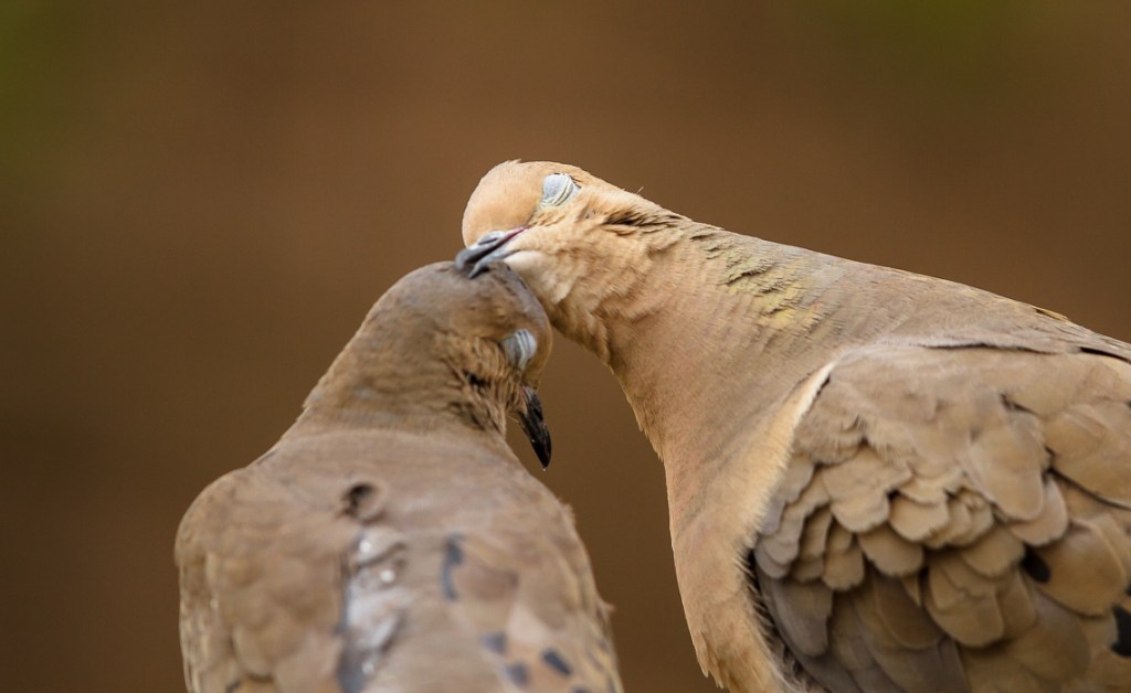 Dove Love | Nature Photography