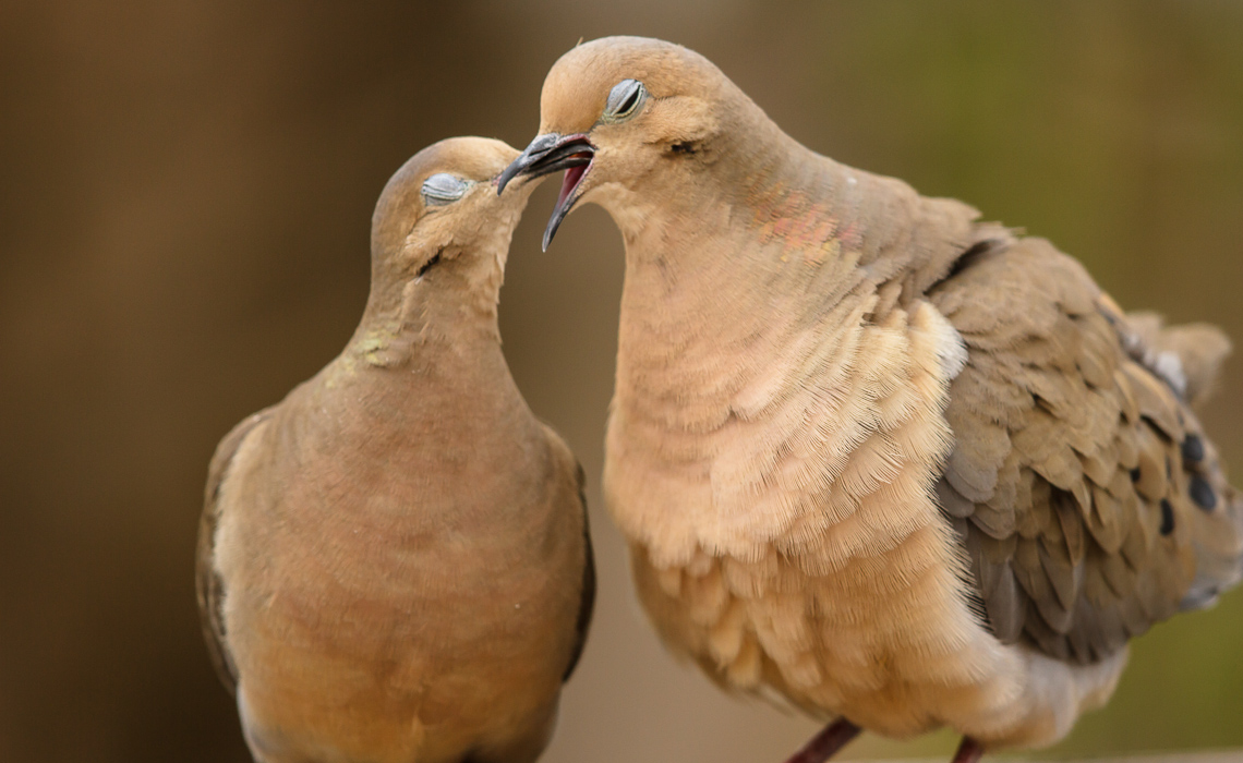 Dove Love | Nature Photography