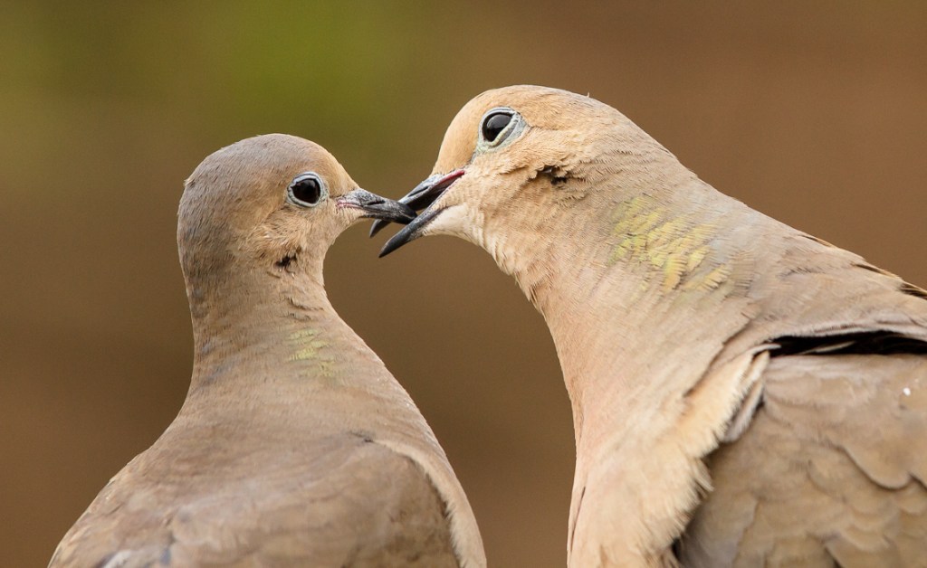 Dove Love | Nature Photography