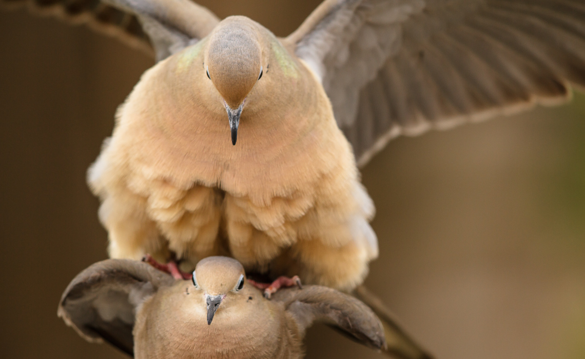 Dove Love | Nature Photography