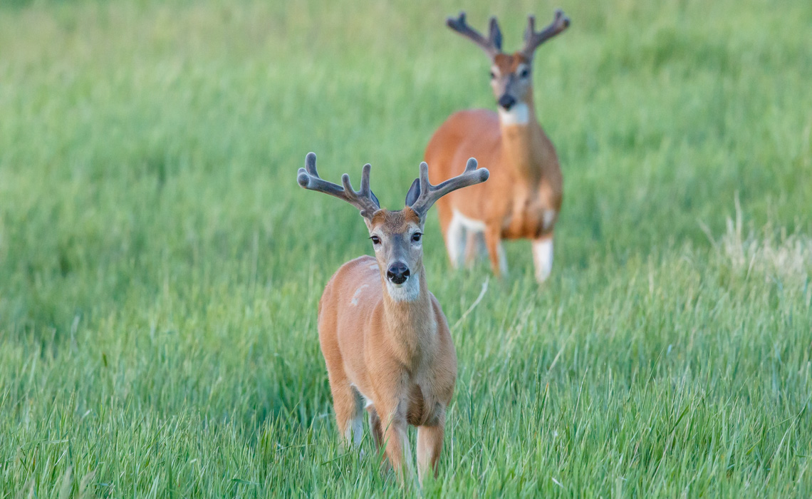 Curious Deer | Nature Photography