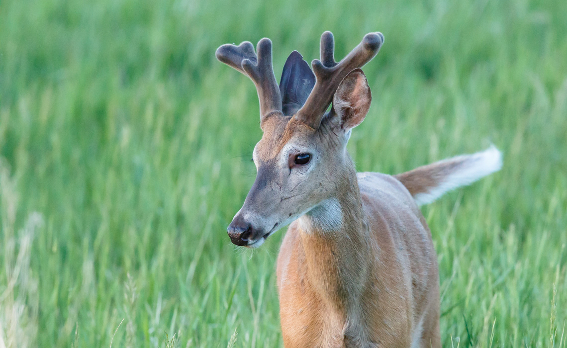 Curious Deer | Nature Photography