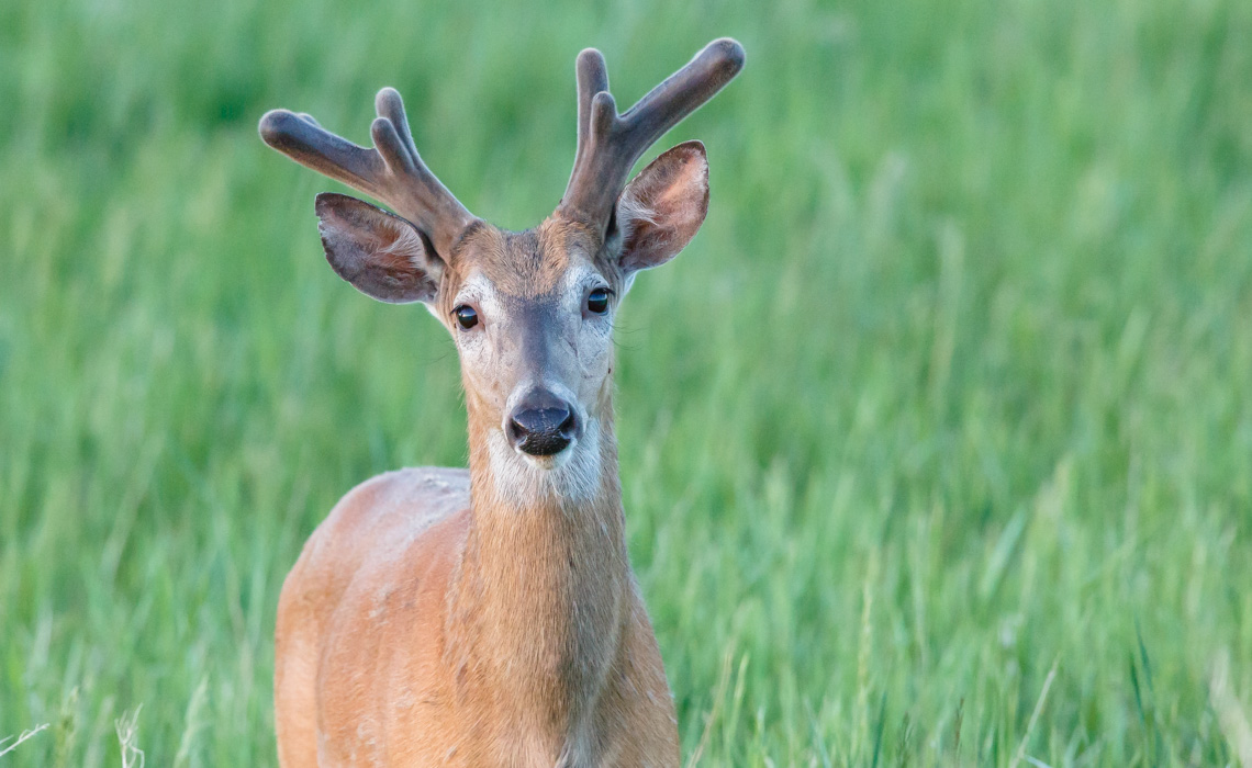 Curious Deer | Nature Photography