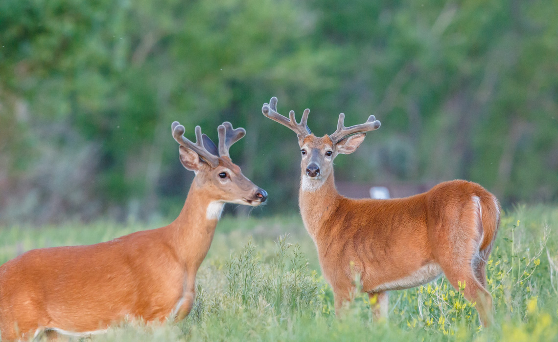 Curious Deer | Nature Photography