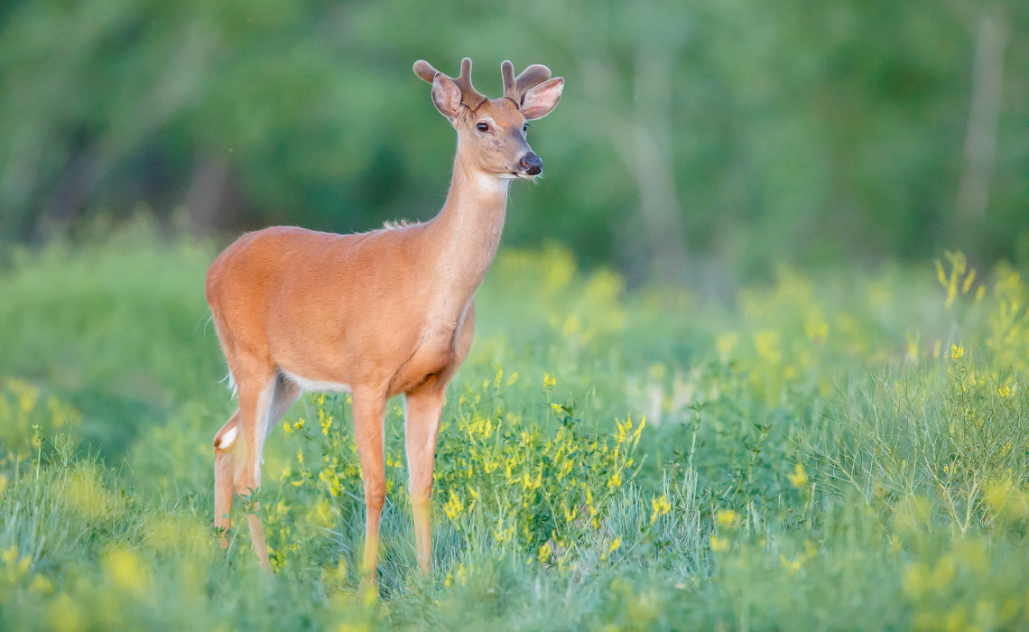 Curious Deer | Nature Photography