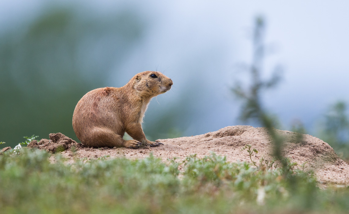 Cute Little Prairie Dog | Nature Photography