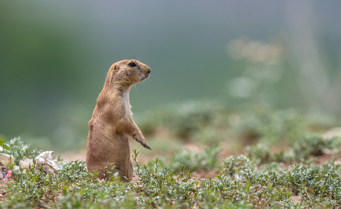 Cute Little Prairie Dog | Nature Photography