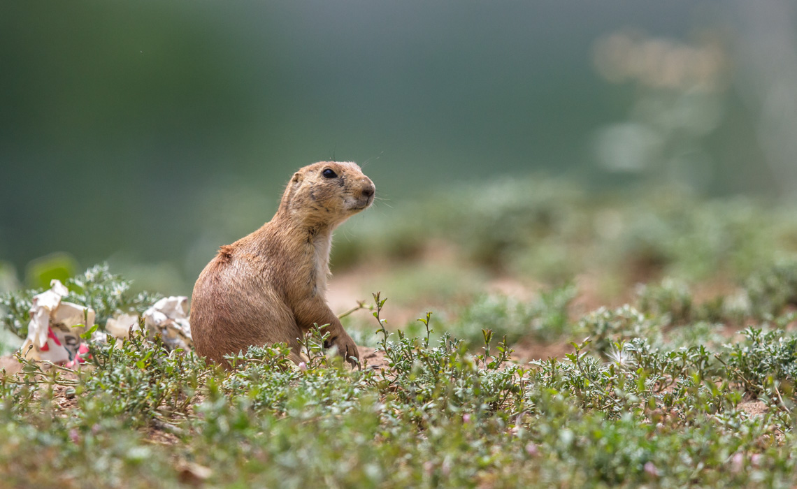 Cute Little Prairie Dog | Nature Photography