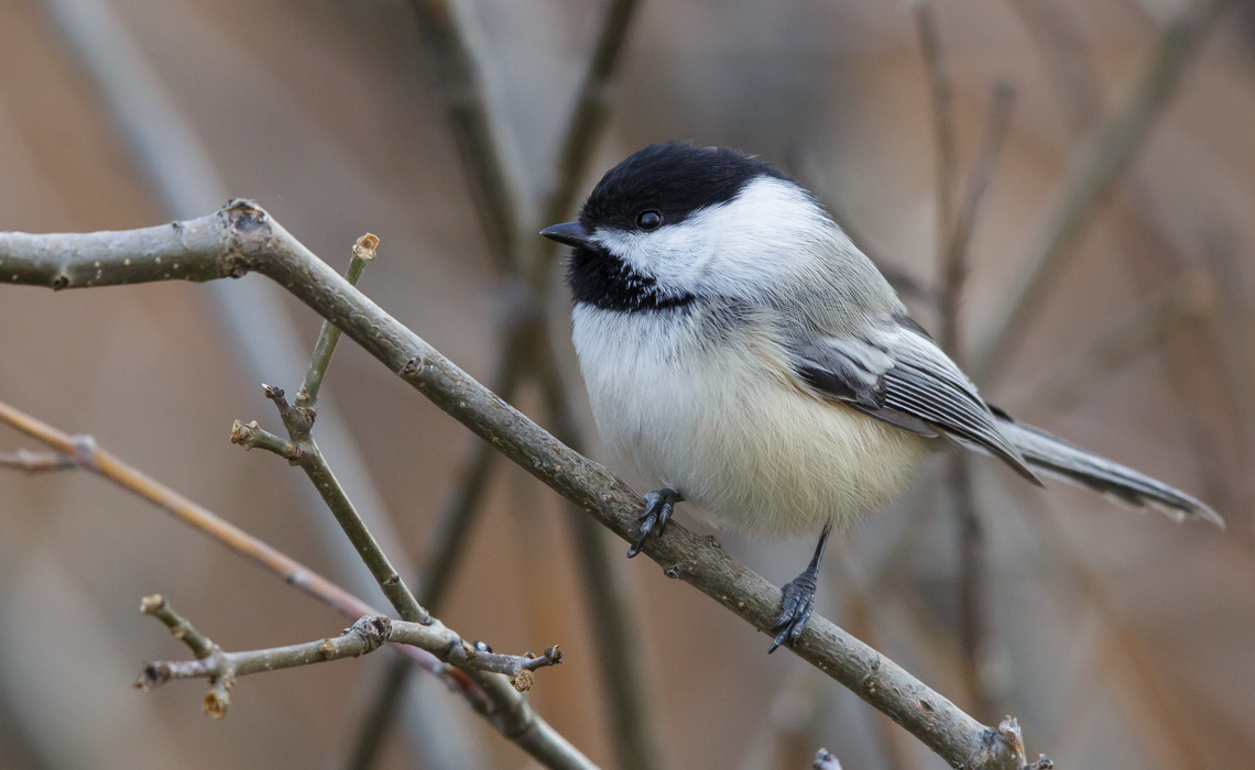 More Midwinter Birds | Nature Photography