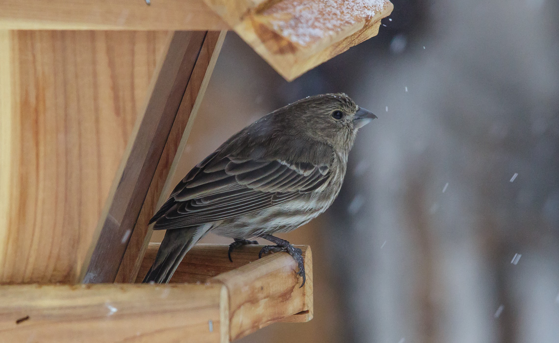 More Midwinter Birds | Nature Photography