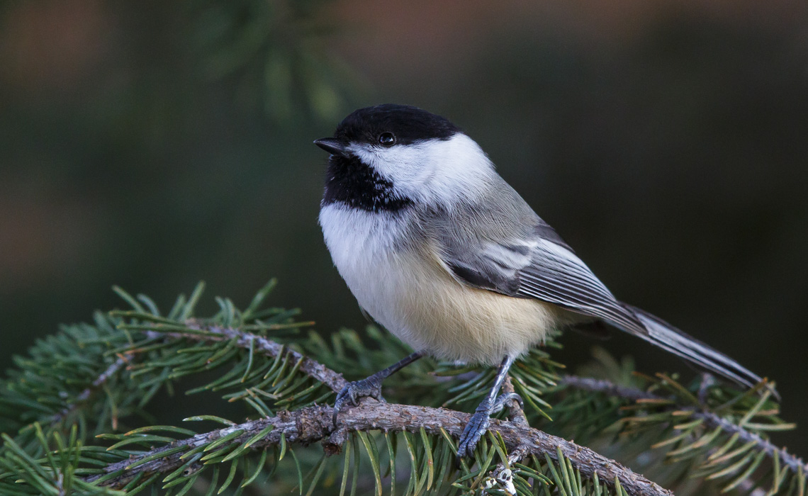 More Midwinter Birds | Nature Photography