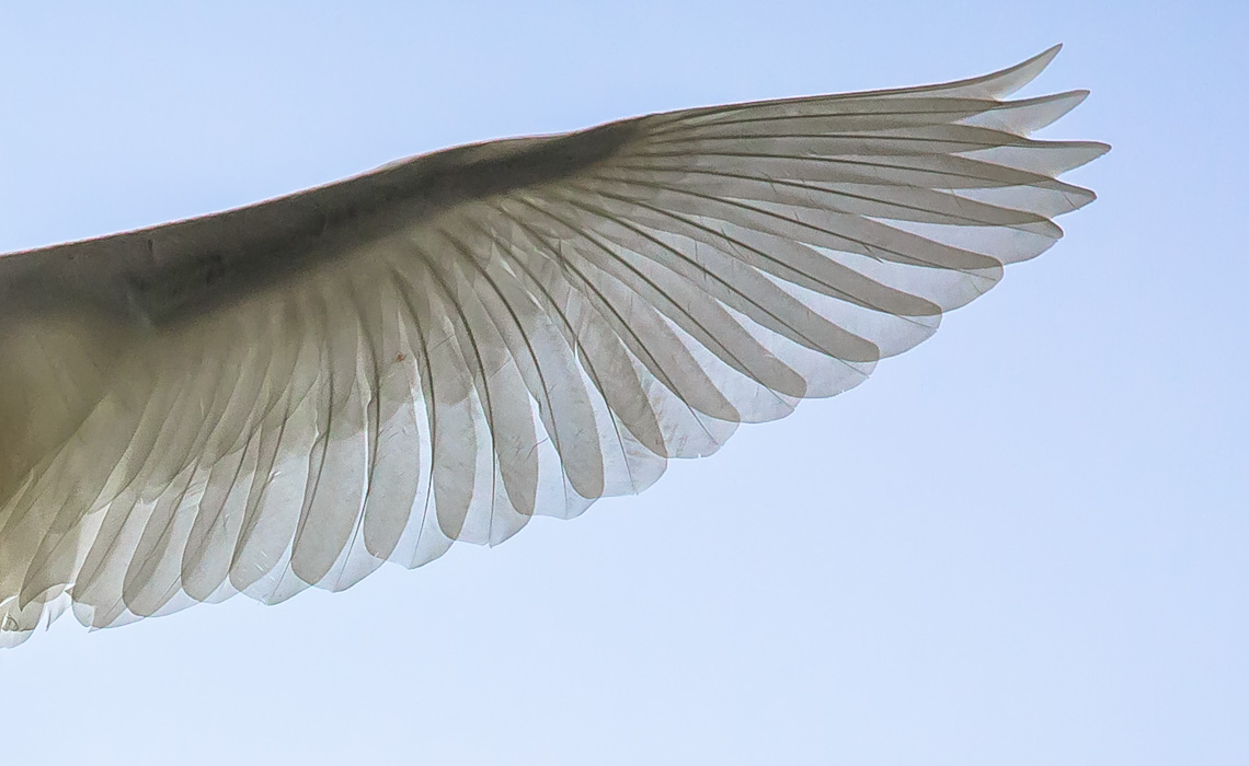 Wing | Nature Photography